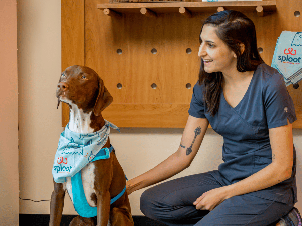 Dog Vaccines: Types, Schedules, & More [Vet-Approved Guide]